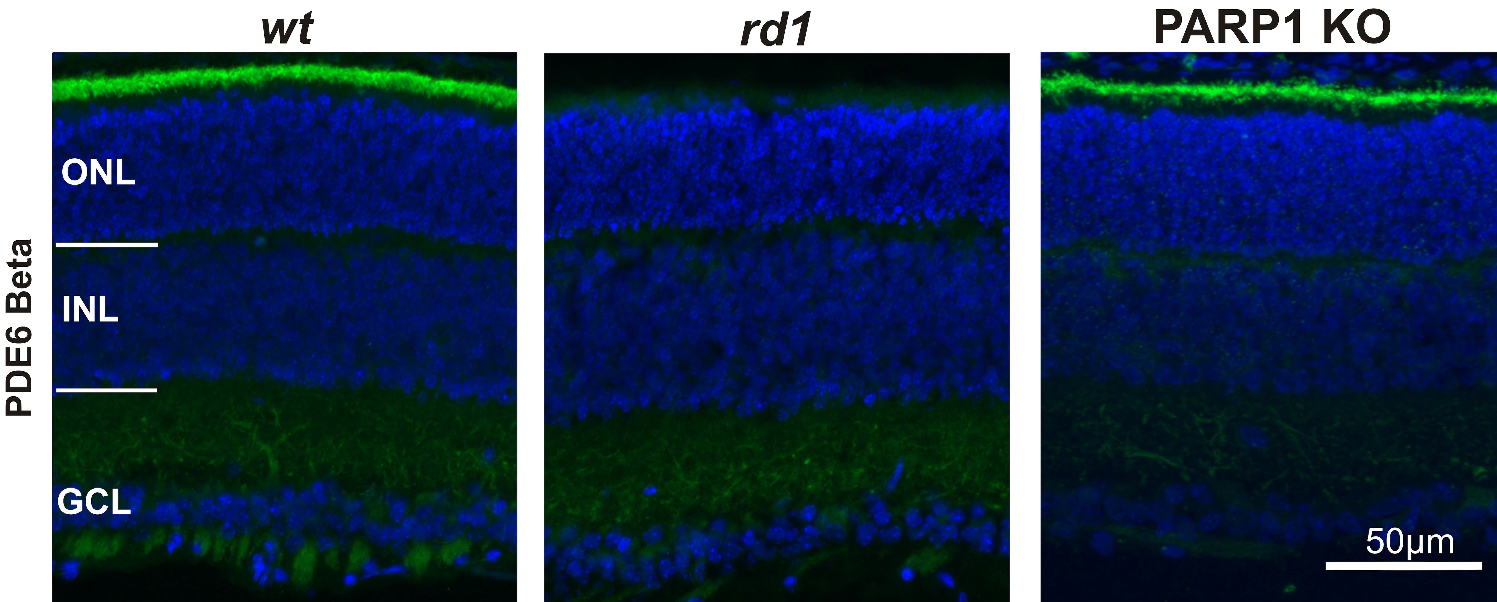 Pde6b Antibody Pa1 722