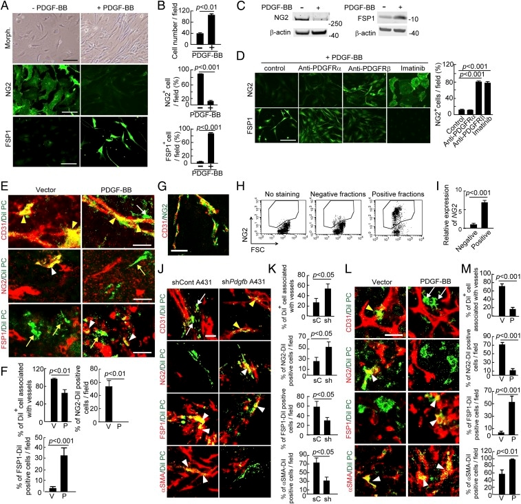 CD140a (PDGFRA) Antibody (14-1401-82)