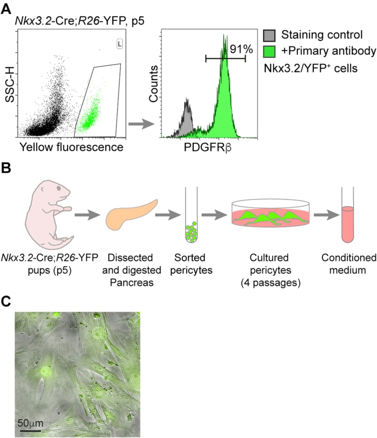 CD140b (PDGFRB) Antibody (14-1402-82)