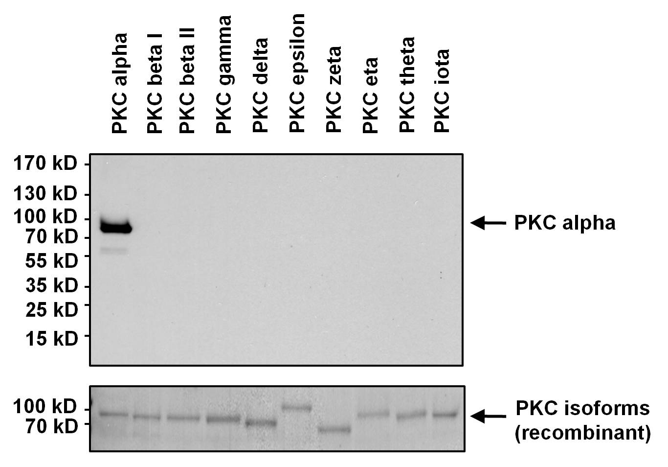 PKC alpha Antibody (MA1-157)