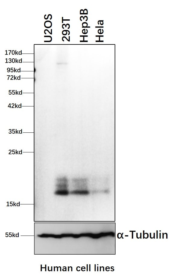 Pan Ras Antibody (MA1-012)