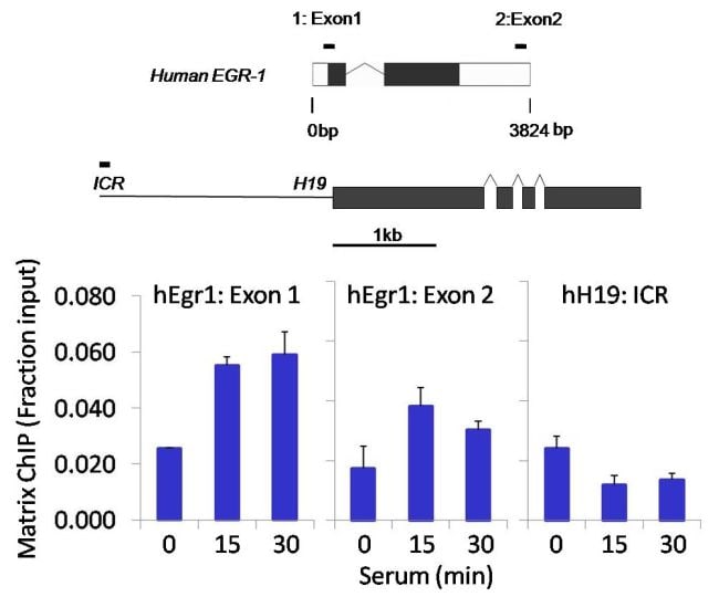 Phospho-STAT6 (Tyr641) Antibody (700247)