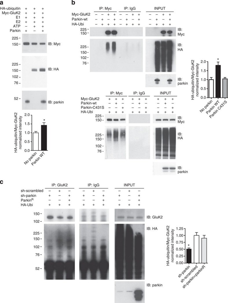 Myc Tag Antibody, HRP (R951-25)