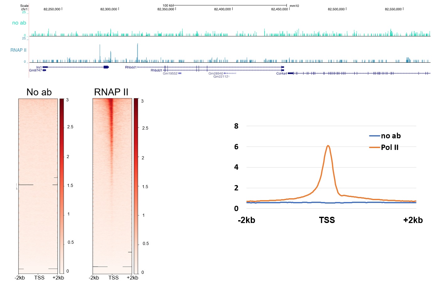 Phospho-RNA pol II CTD (Ser2) Antibody (703108)