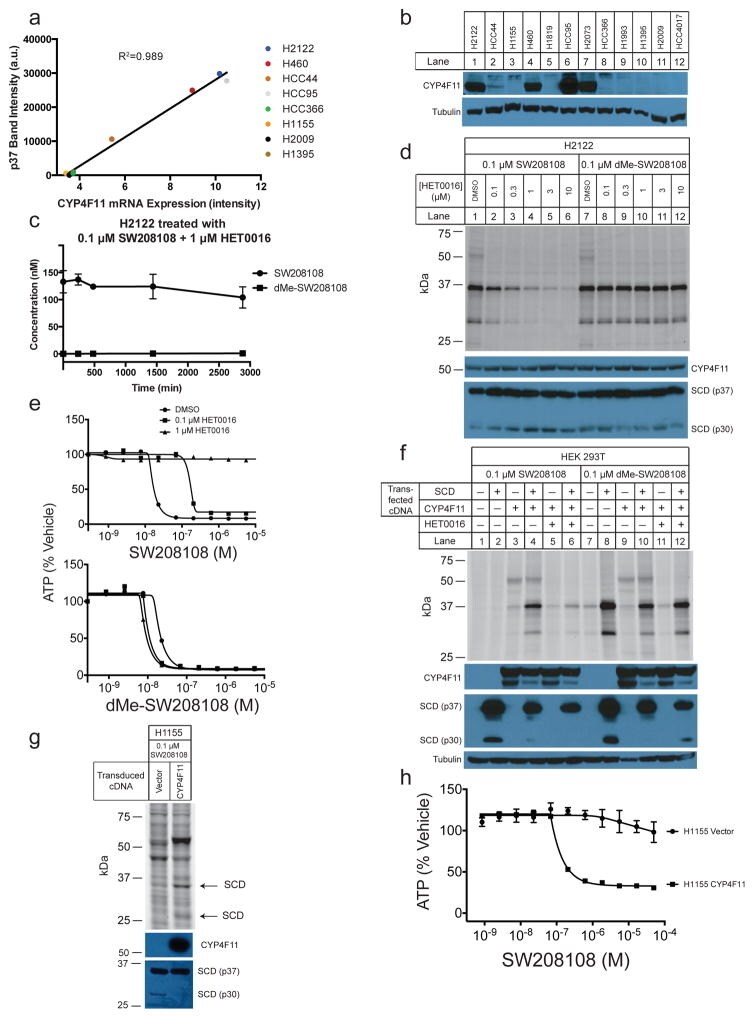 SCD Antibody (PA5-19682)