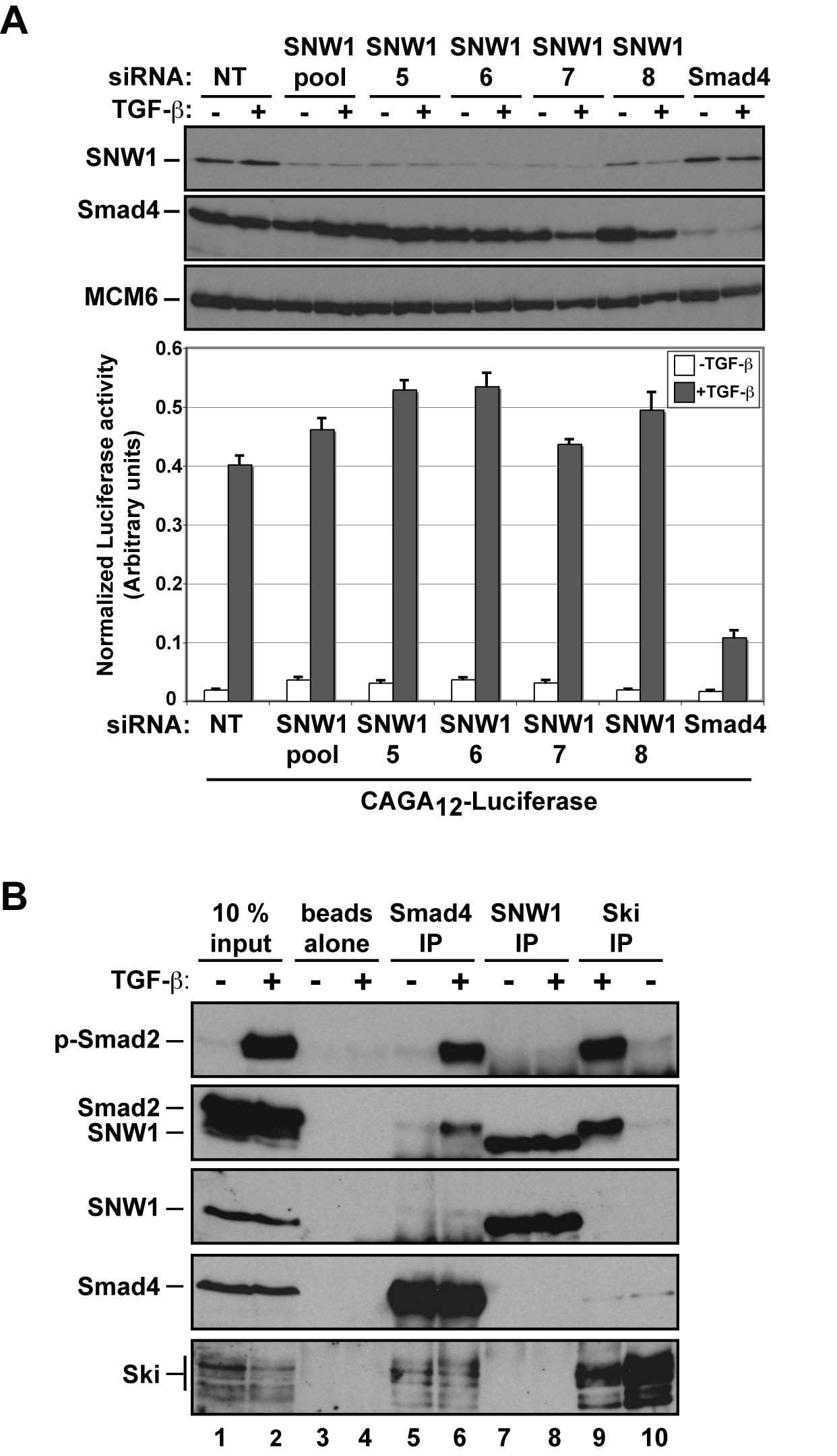 SMAD1 Antibody (38-5400)