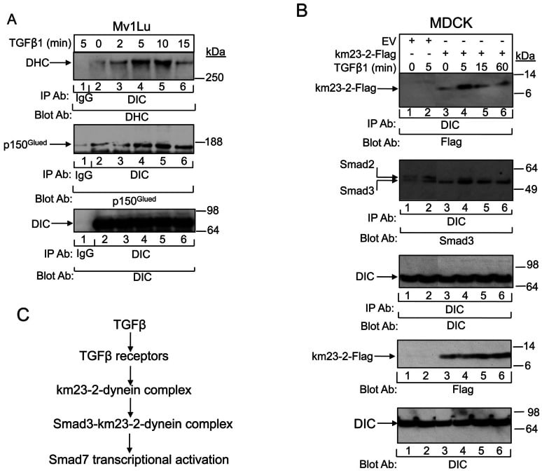 SMAD3 Antibody (51-1500)
