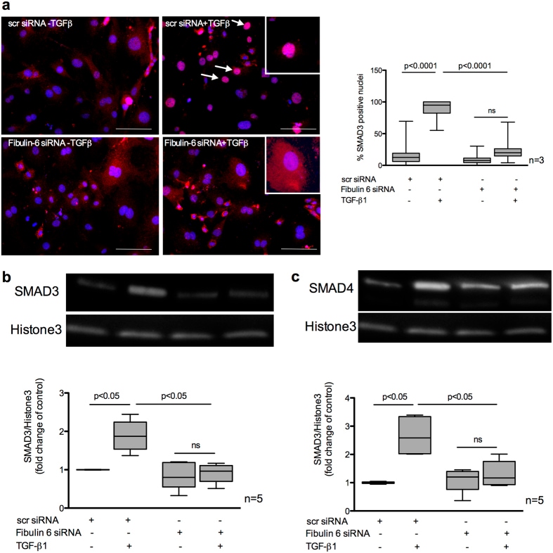 SMAD3 Antibody (51-1500)
