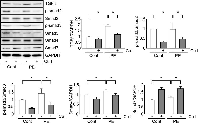 SMAD7 Antibody (42-0400)