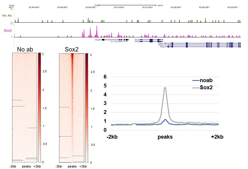 SOX2 Antibody (PA1-094)