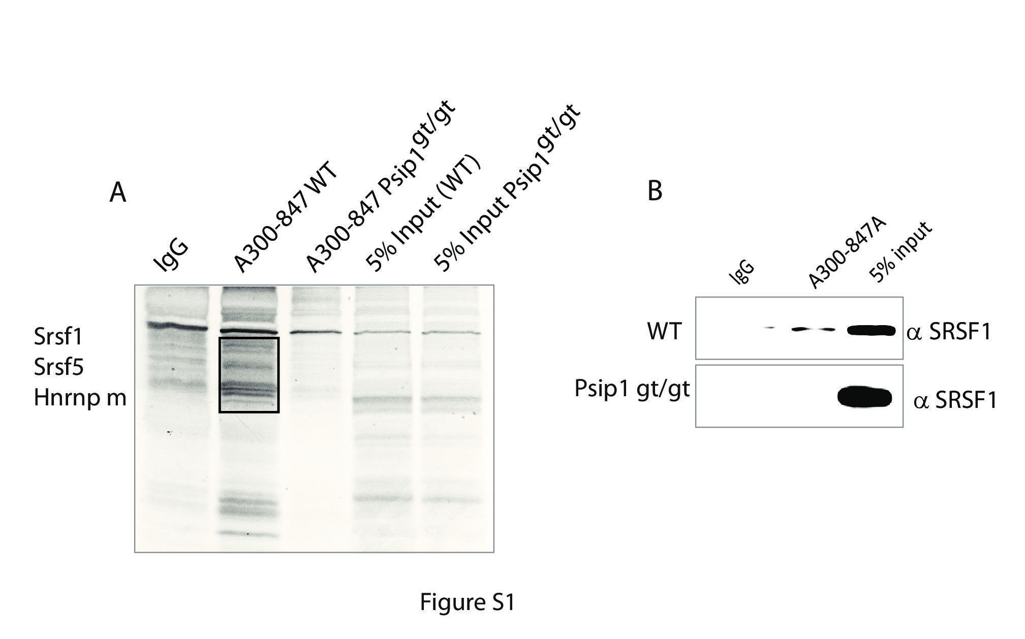 SRSF1 Antibody (32-4500)