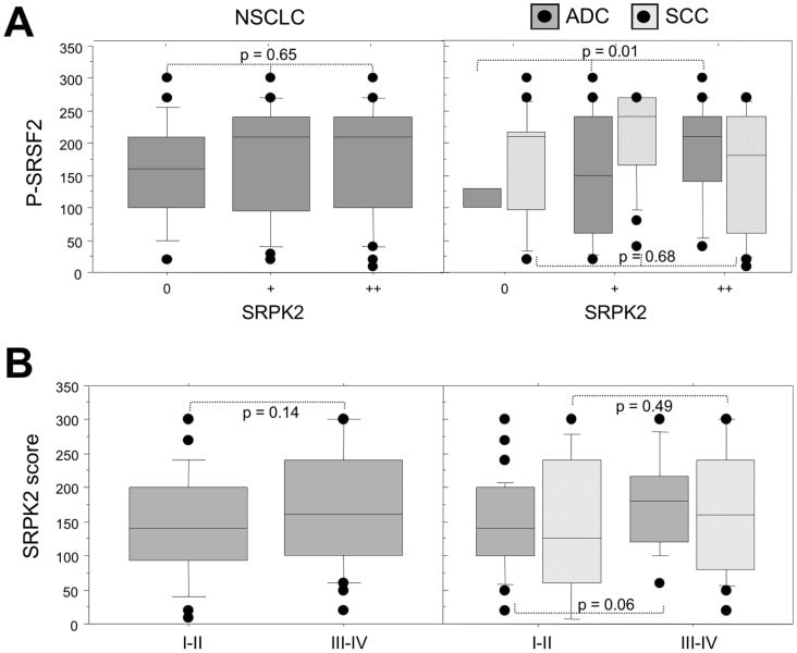 SRSF1 Antibody (32-4500)