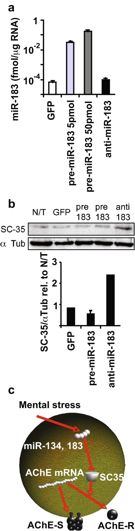 SRSF3 Antibody (33-9400)