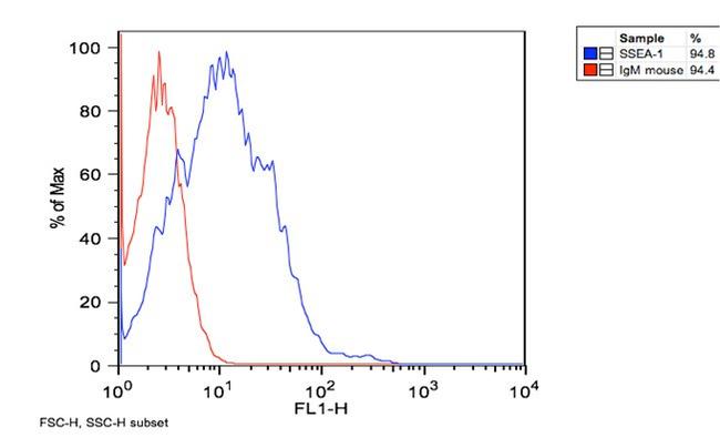 SSEA1 Antibody (MA1-022)