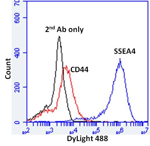 SSEA4 Antibody (MA1-021)