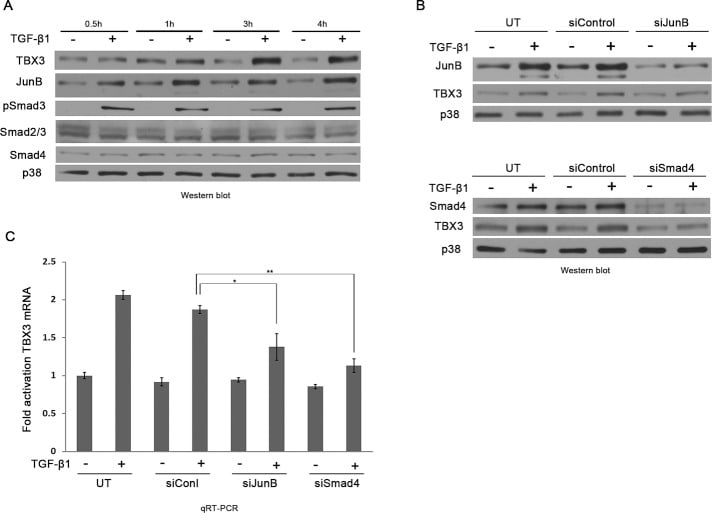 TBX3 Antibody (42-4800)