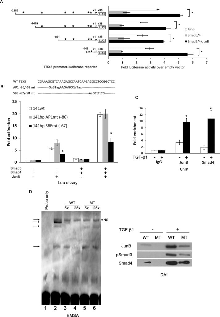 TBX3 Antibody (42-4800)