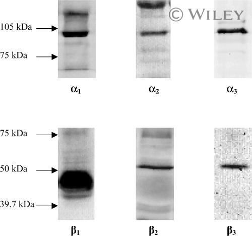 ATP1A3 Antibody (MA3-915)