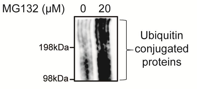 Ubiquitin Antibody (13-1600)