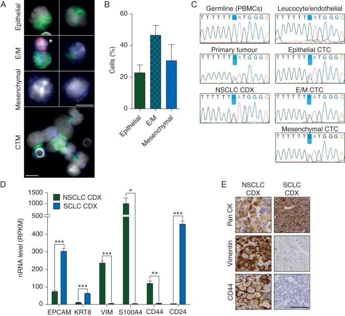 CD144 (VE-cadherin) Antibody, Alexa Fluor™ 488 (53-1449-42)