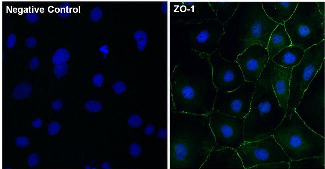 ZO-1 Antibody (61-7300)