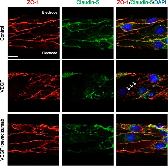 ZO-1 Antibody, Alexa Fluor® 594 (339194)