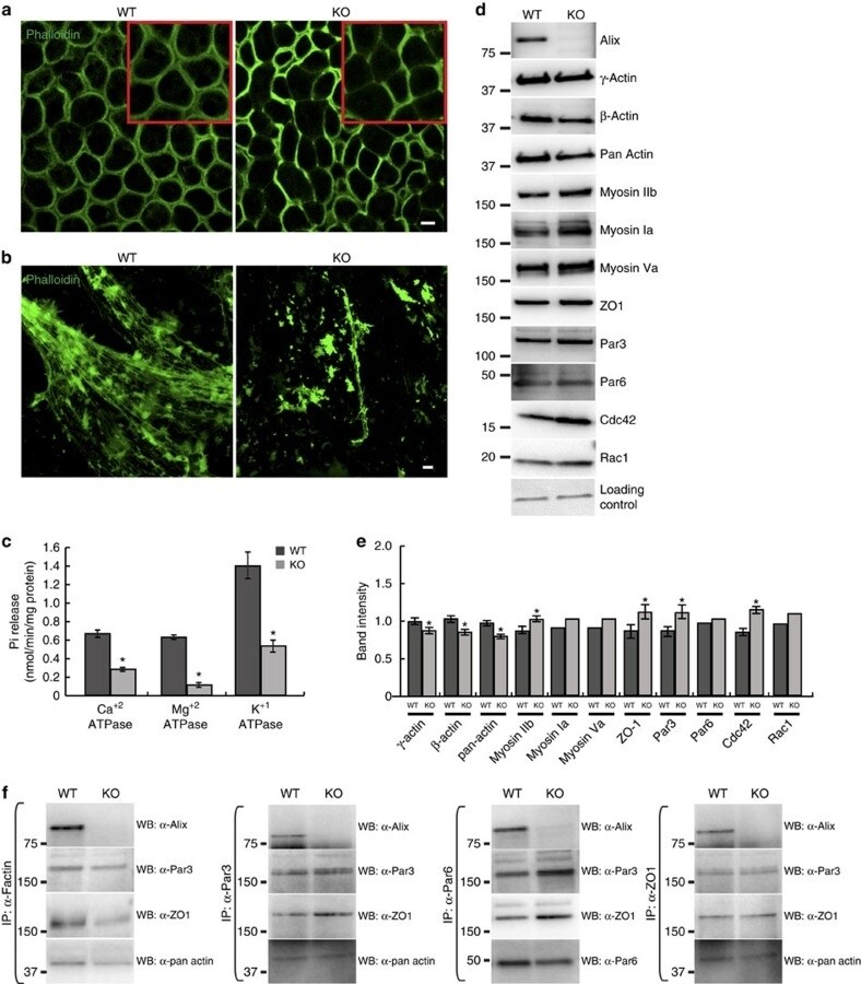 ZO-1 Antibody, FITC (33-9111)