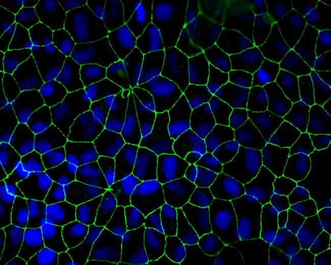 ZO-1 Antibody (33-9100)