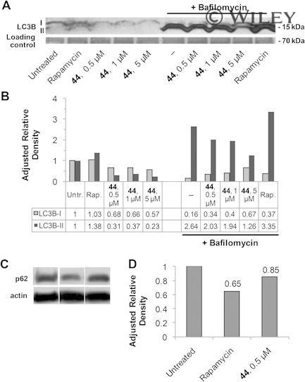 LC3B Antibody (700712)