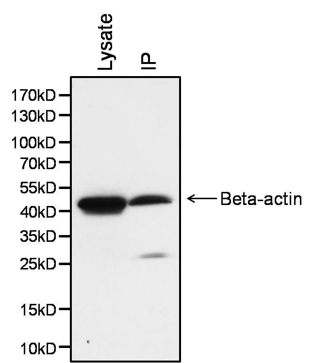 beta Actin Antibody (MA1-140)