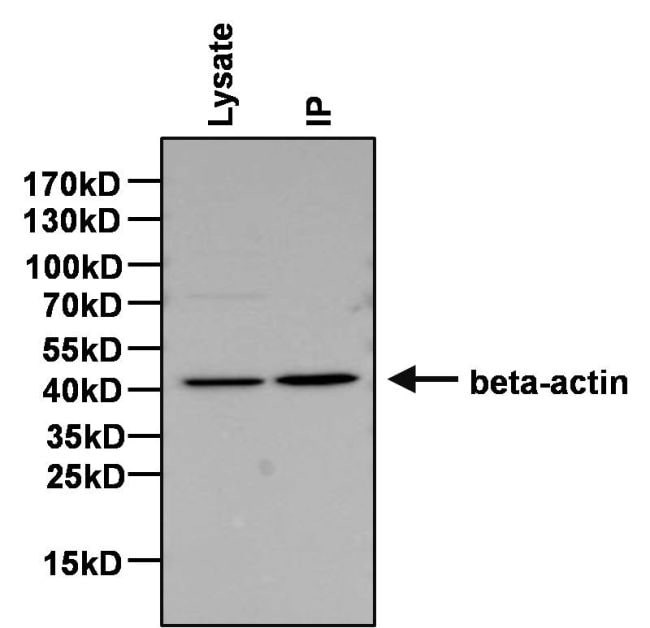 beta Actin Antibody (PA1-183)