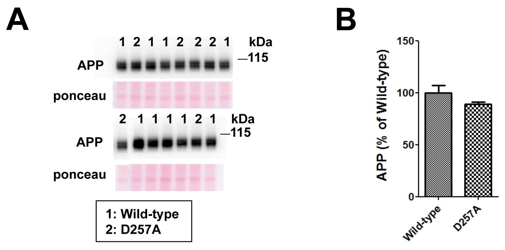 beta Amyloid (1-42) Antibody (44-344)