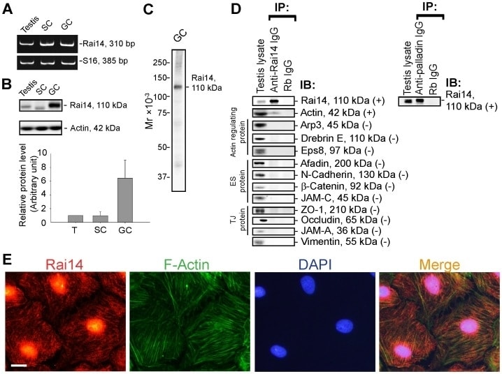 JAM3 Antibody (40-8900)