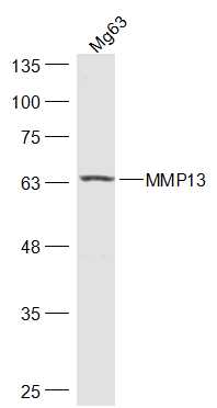 MMP13 Antibody (BS-10250R)
