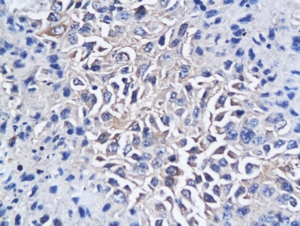 CD150 Antibody (BS-2709R)