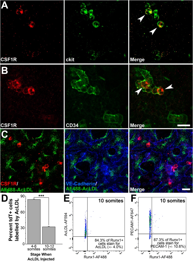 CD117 (c-Kit) Antibody, Super Bright 436 (62-1171-82)