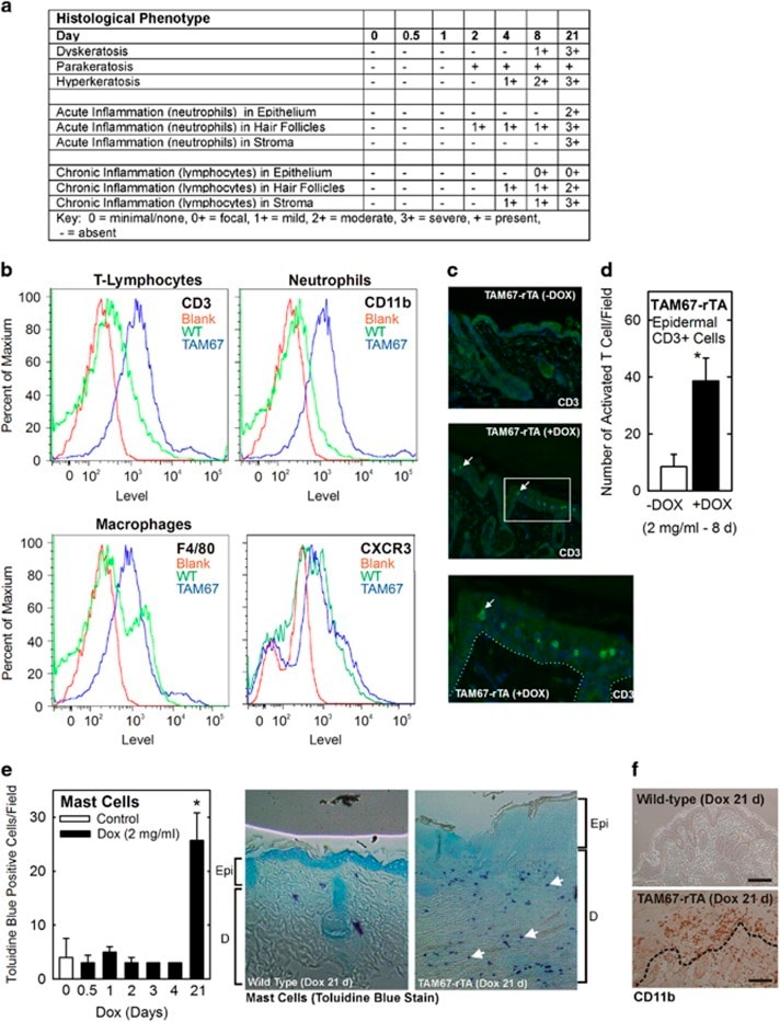 CD3 Antibody, APC-eFluor® 780 (47-0032-82)