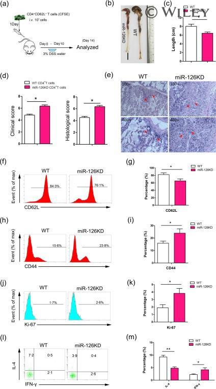 Ki-67 Antibody, FITC (11-5698-82)