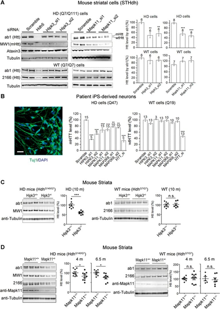 p38 MAPK beta Antibody (33-8700)
