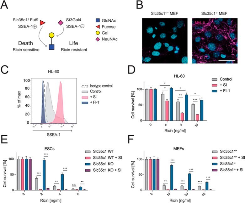 SSEA1 Antibody, PerCP-eFluor™ 710 (46-8813-42)