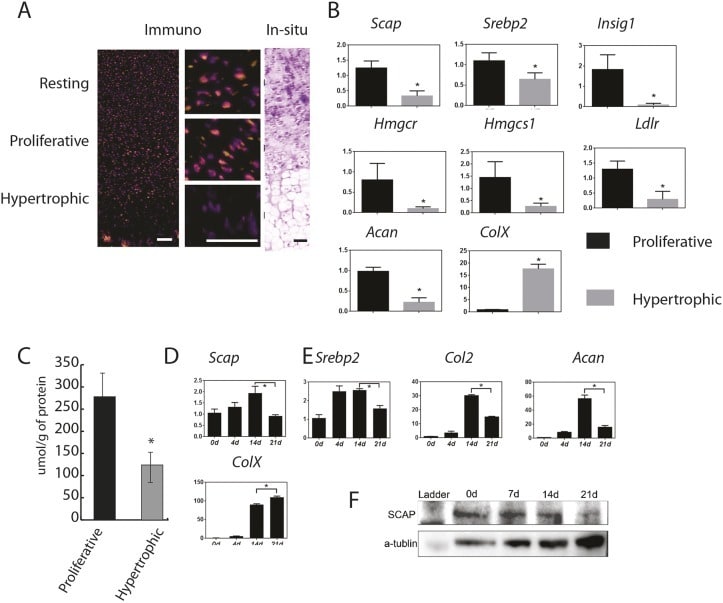 SCAP Antibody (PA5-28982)