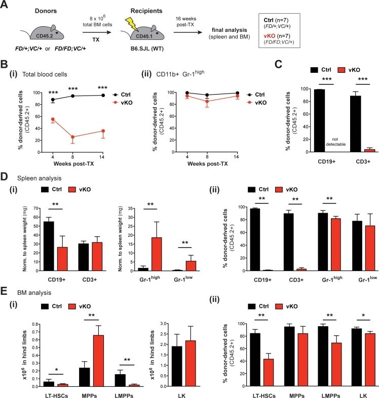 CD45.1 Antibody, FITC (11-0453-82)