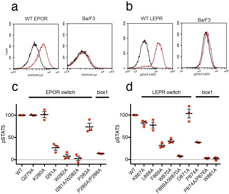 Phospho-STAT5 (Tyr694) Antibody, PE (12-9010-42)