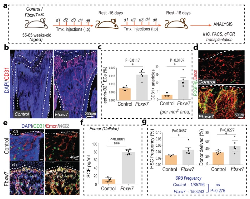 CD140b (PDGFRB) Antibody (14-1402-82)