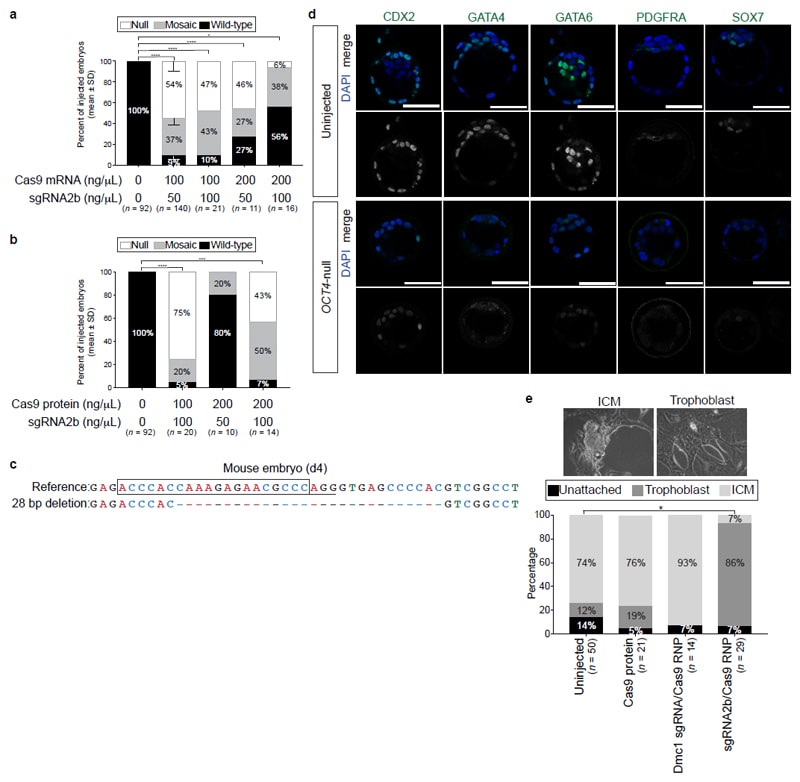 CD140a (PDGFRA) Antibody, Biotin (13-1401-82)