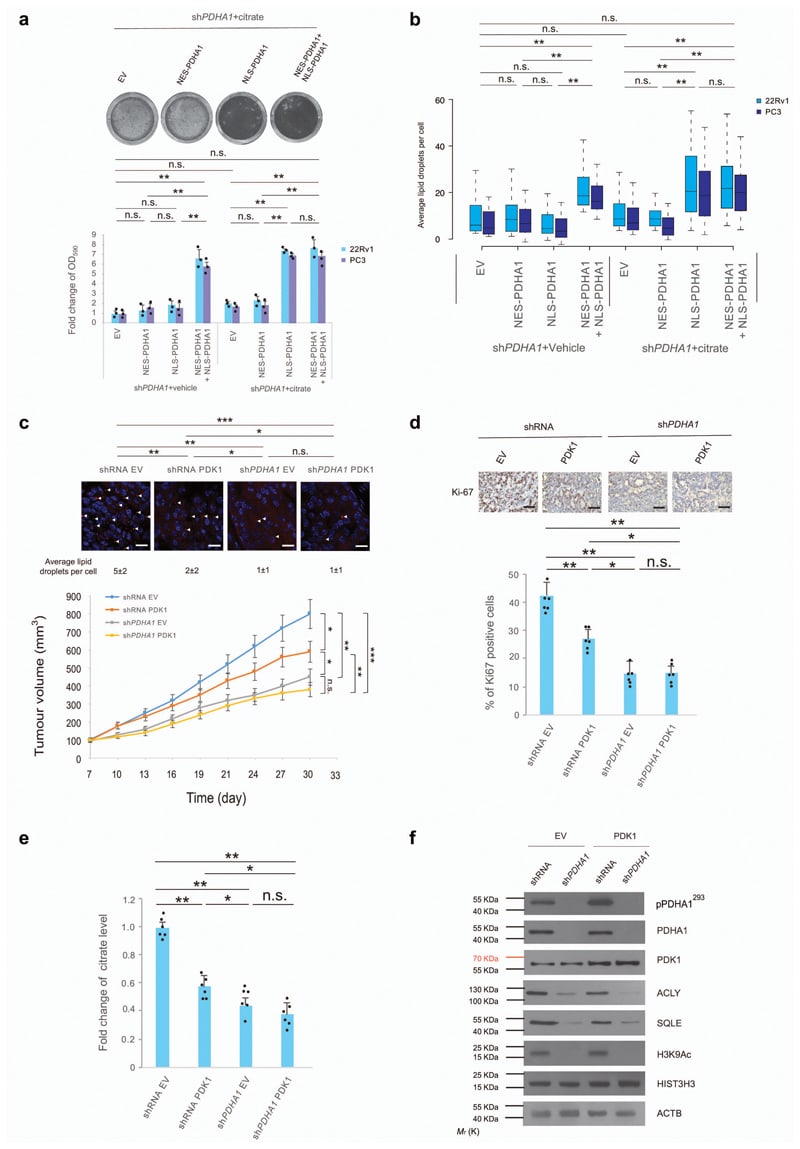 PDHA1 Antibody (459400)