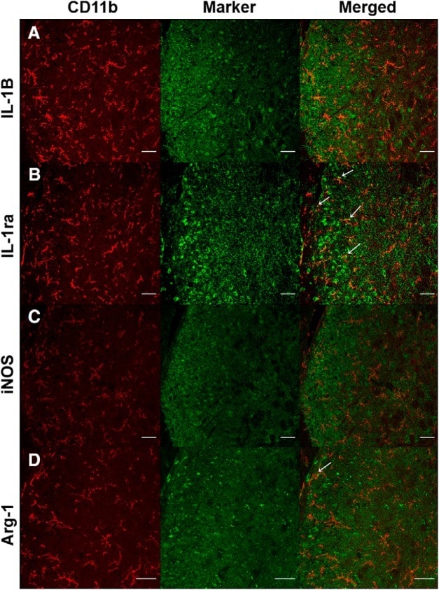 CD11b Antibody, Alexa Fluor™ 488 (53-0112-82)