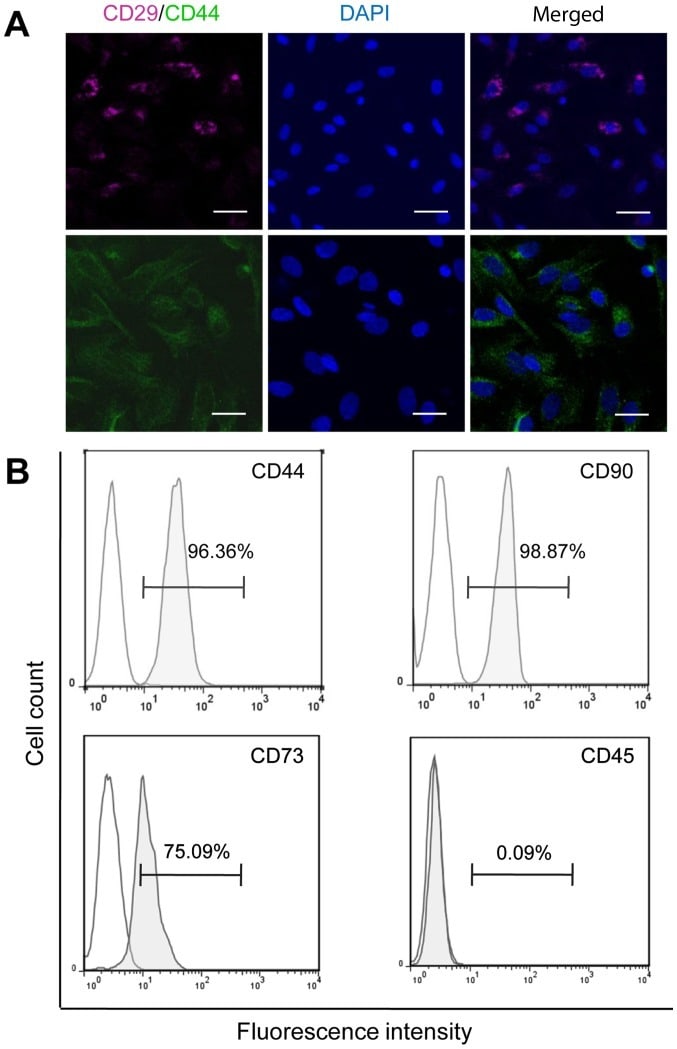 CD45 Antibody, FITC (11-0461-82)