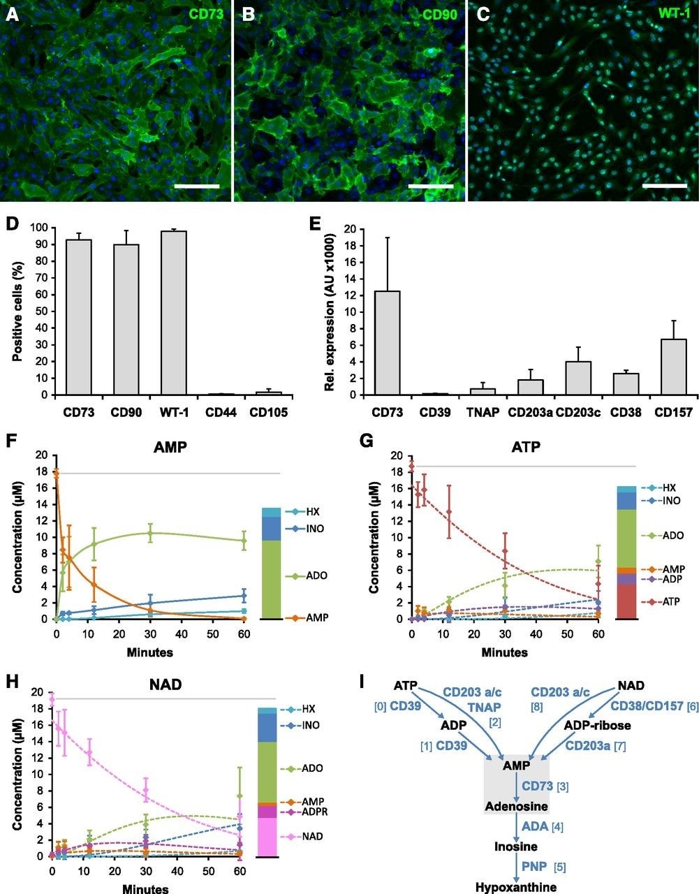 CD90.1 (Thy-1.1) Antibody, FITC (11-0900-81)