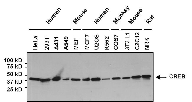 CREB Antibody (MA1-083)